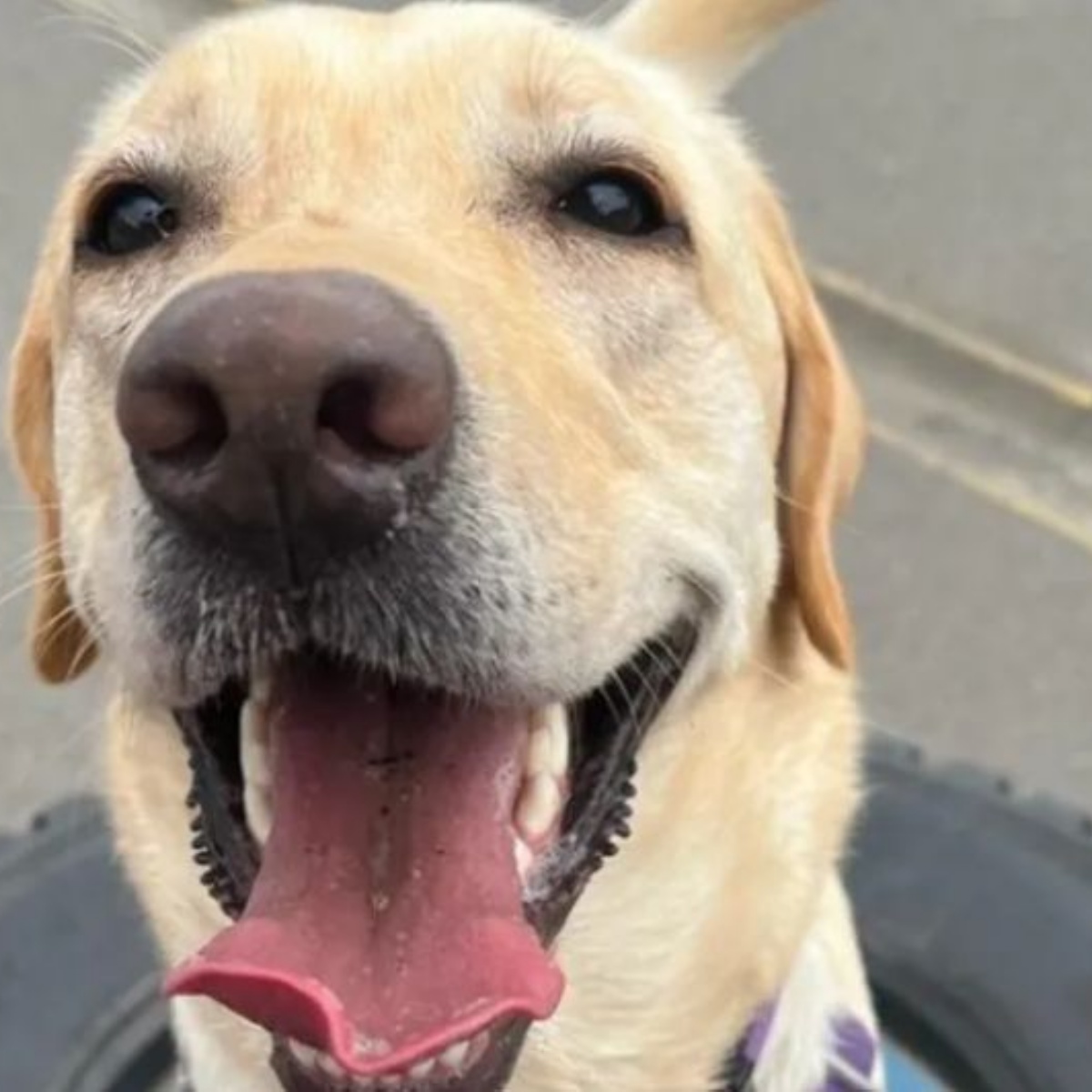 Harper's news! - Rushey Mead Primary School